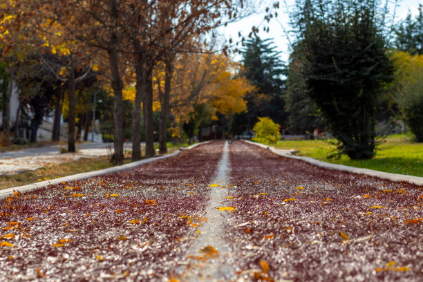 Free picture: alley, autumn season, street, asphalt, roads, car, urban ...