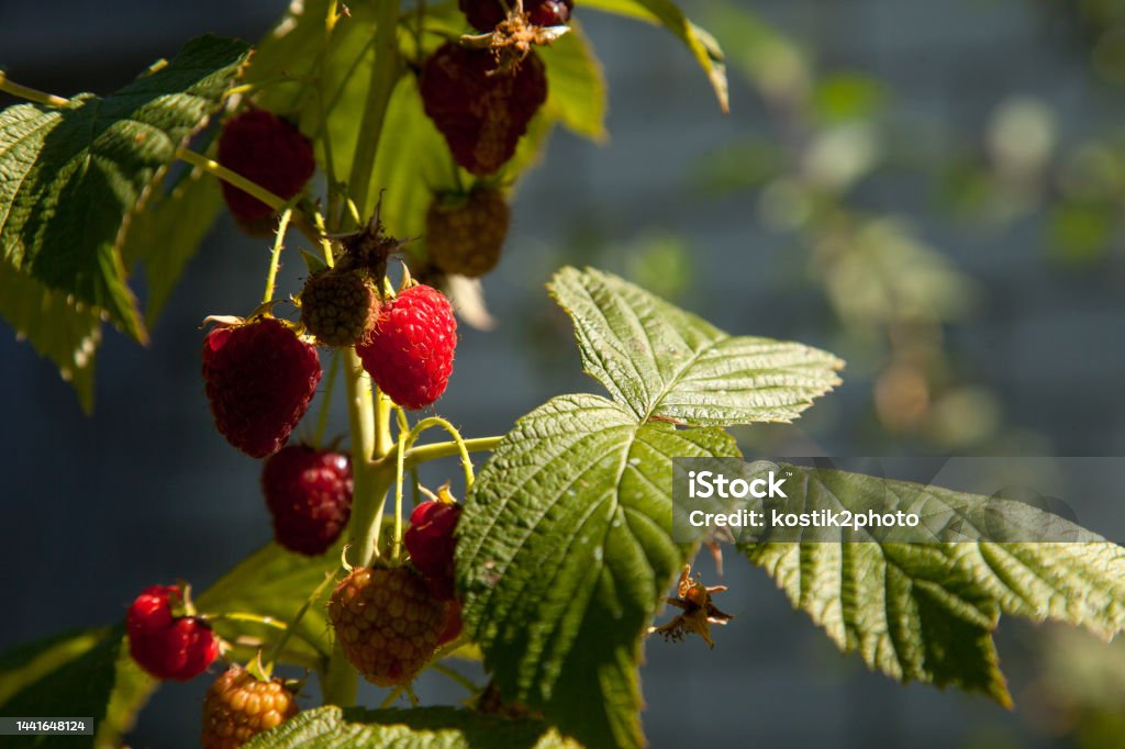 Ripe And Unripe Raspberry In The Fruit Garden Growing Natural Bush Of