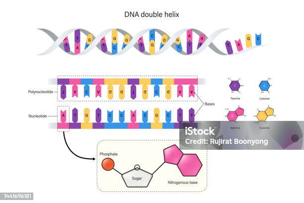 Structure De La Double Hélice Dadn Nucléotide Et Polynucléotide Thymine