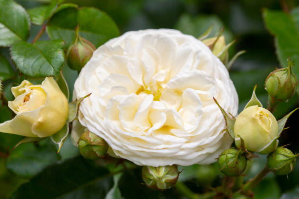 Free Stock Photo of White Rose With Green Leaves Background | Download ...