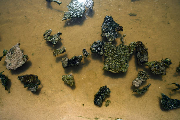Free picture: oil, sludge, pit