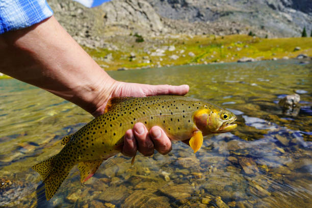 30k+ Trout Pictures | Download Free Images on Unsplash