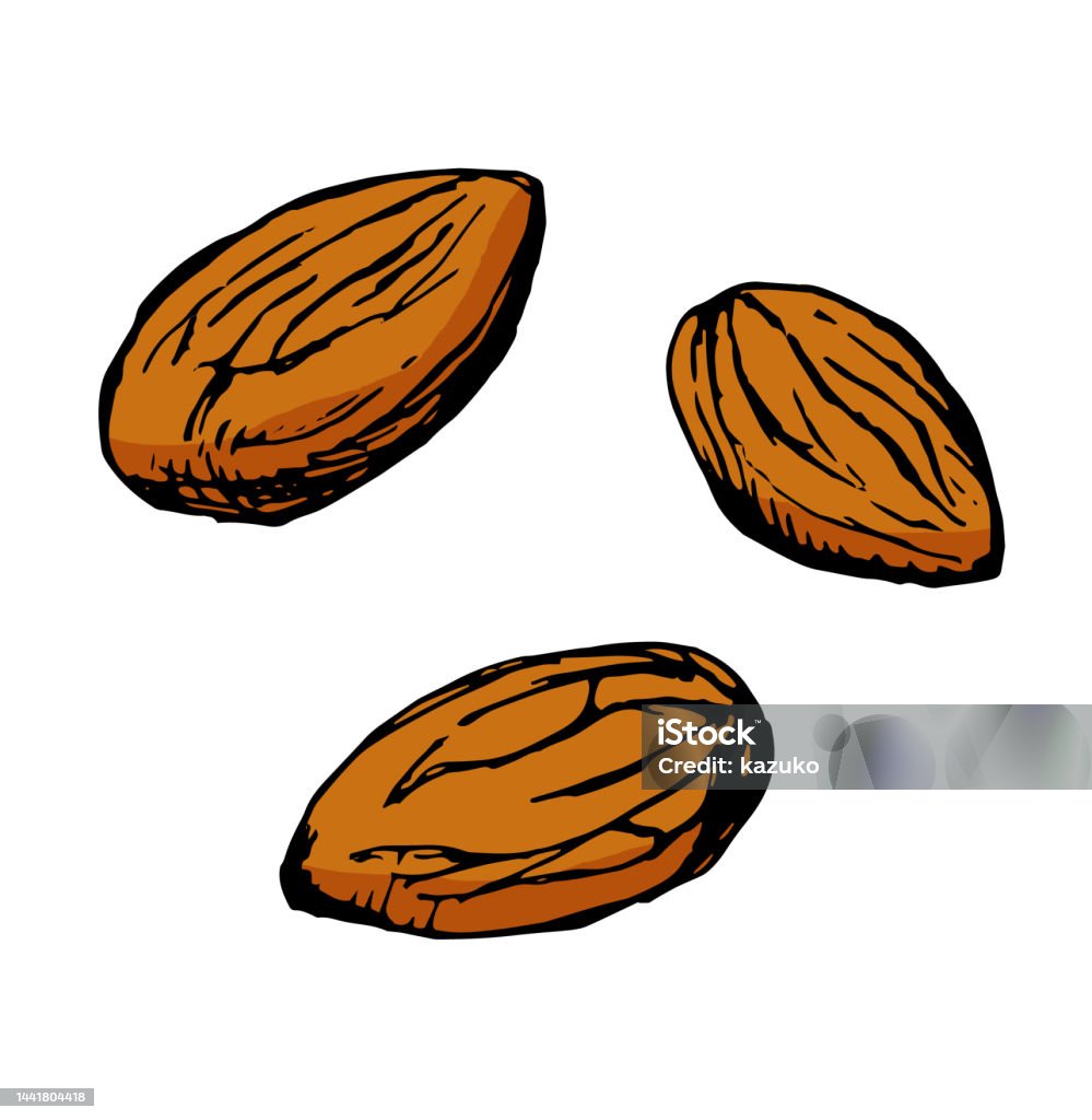 Multiple Almonds Line Drawing Color Illustration Stock Illustration