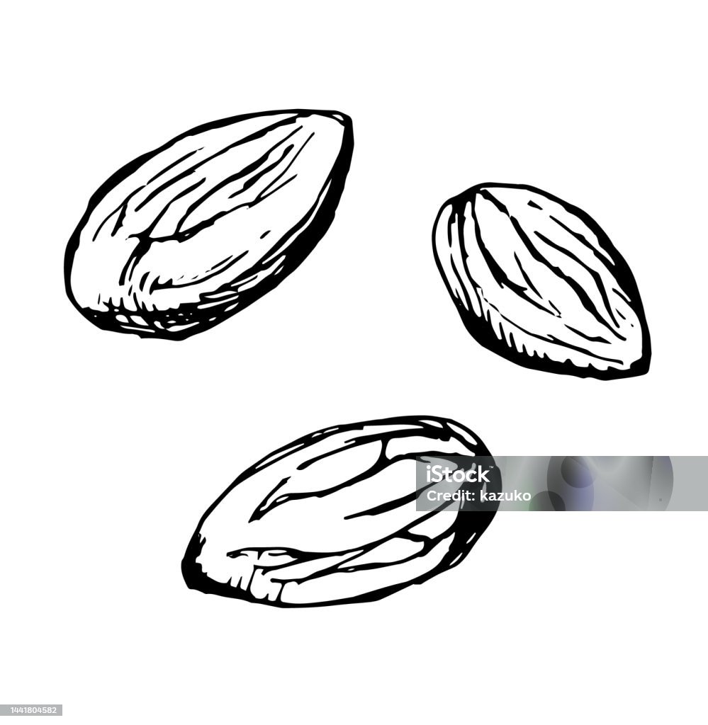 Multiple Almonds Line Drawing Monochrome Illustration Stock