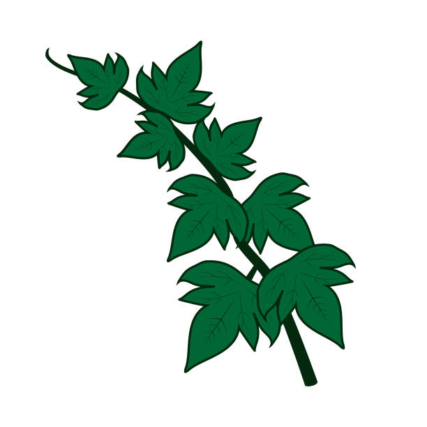 Ivy Design
