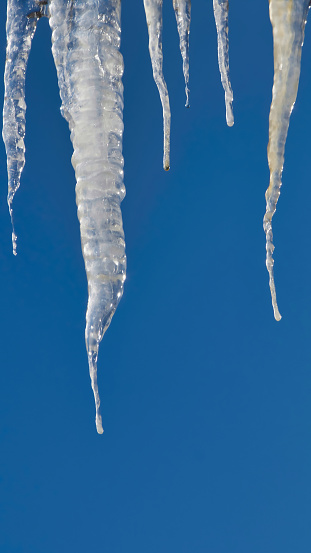 Melting Multiple Icicle Hanging Top Down On Blue Sky With Copy Space ... Melting Multiple Icicle Hanging Top Down On Blue Sky With Copy Space ...