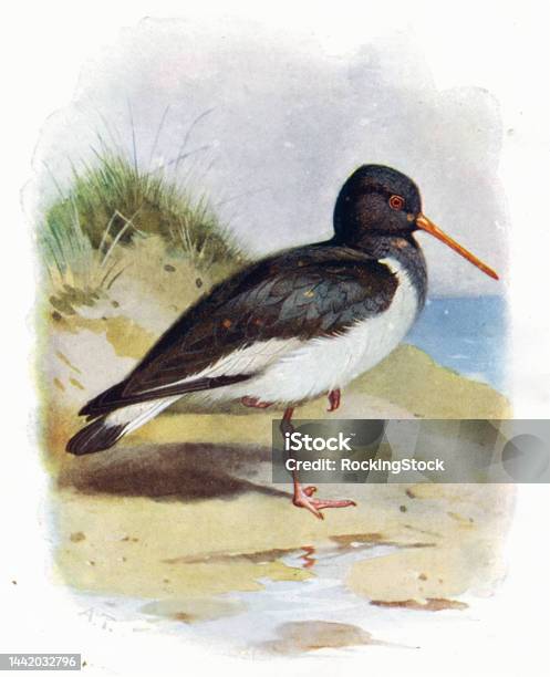 Ilustrasi Warna Burung Oystercatcher Abad Ke19 Ilustrasi Stok Unduh