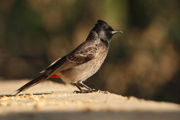Best 500+ Bulbul Pictures | Download Free Images on Unsplash