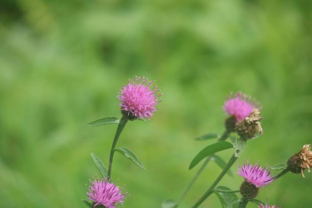 Free prickled stock photos. Download the best free prickled images at ...
