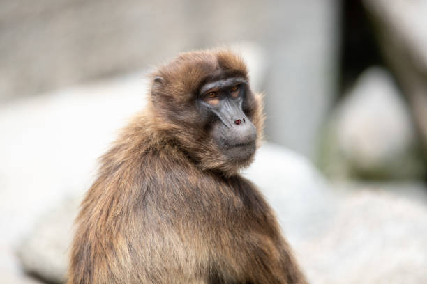 Monkey Brown Primate - Free photo on Pixabay