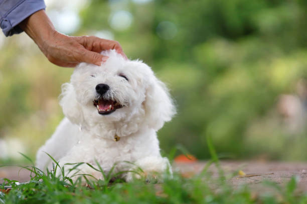 Bichon Pictures | Download Free Images on Unsplash