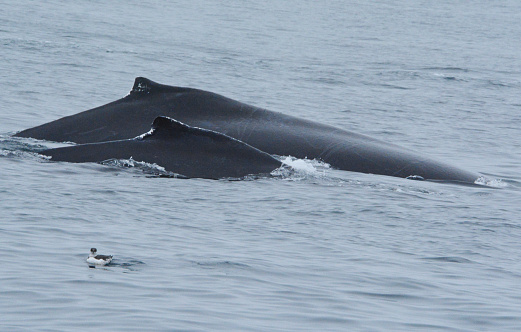 Humpback Whales Surfaced In Monterey Bay Stock Photo - Download Image ... Humpback Whales Surfaced In Monterey Bay Stock Photo - Download Image ...