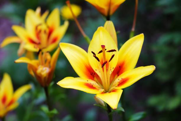 Folwer Pictures | Download Free Images on Unsplash