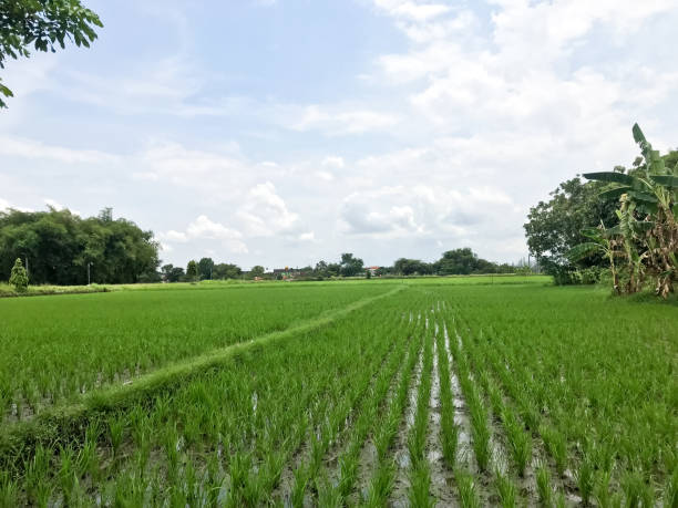 Sawah Pictures | Download Free Images on Unsplash