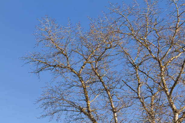 Free picture: poplar, forest, shadow, blue sky, atmosphere, landscape ...