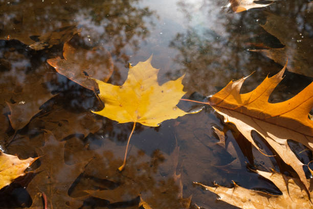 Free picture: leaf, leaves, reflection, puddles