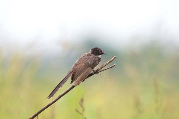 Fantail Pictures | Download Free Images on Unsplash