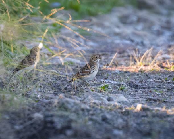 Free picture: calcarius lapponicus, lapland, longspur, bird