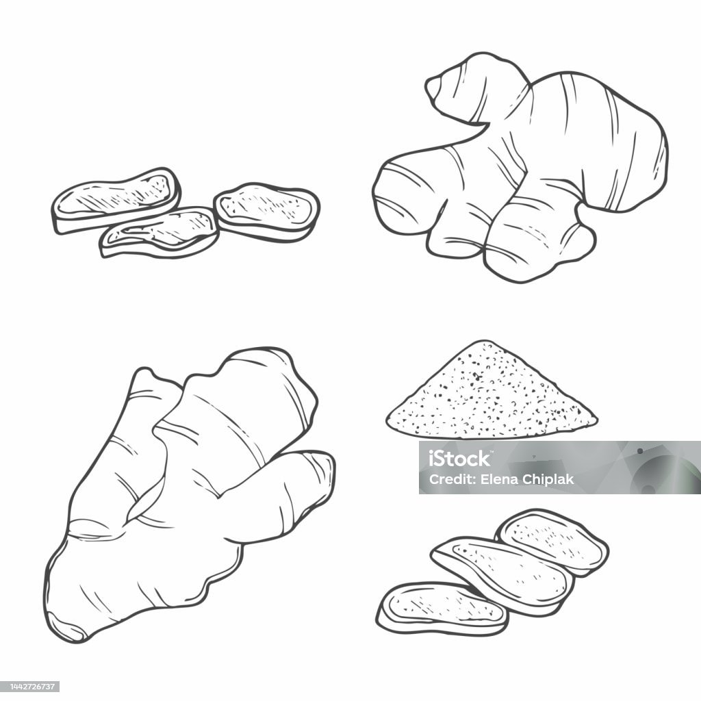 Ginger Root Plant Hand Drawn Sketch Vector Illustration Isolated On ... Ginger Root Plant Hand Drawn Sketch Vector Illustration Isolated On ...