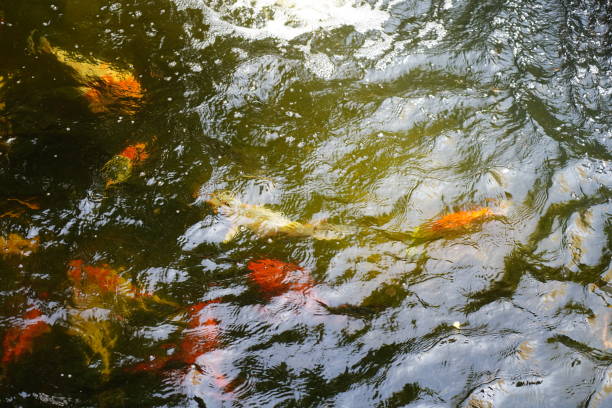Beautiful Fish Pictures | Download Free Images on Unsplash
