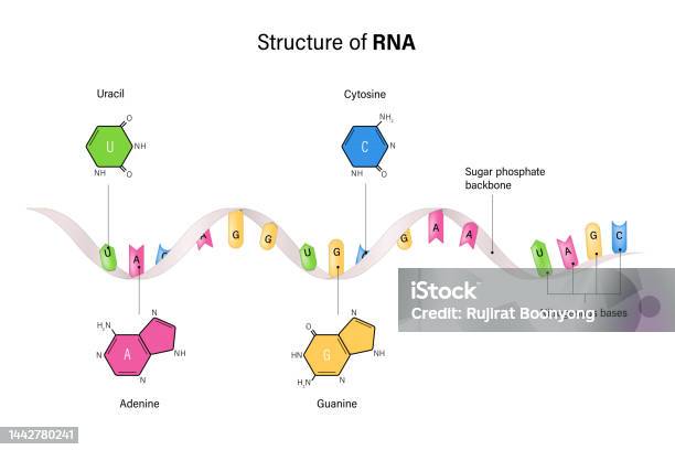 Structure De Larn Acide Ribonucléique Base Azotée Et Squelette De