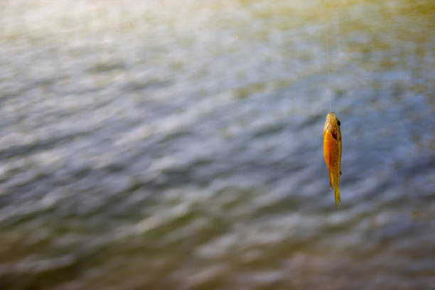 Jumping Fish Pictures | Download Free Images on Unsplash