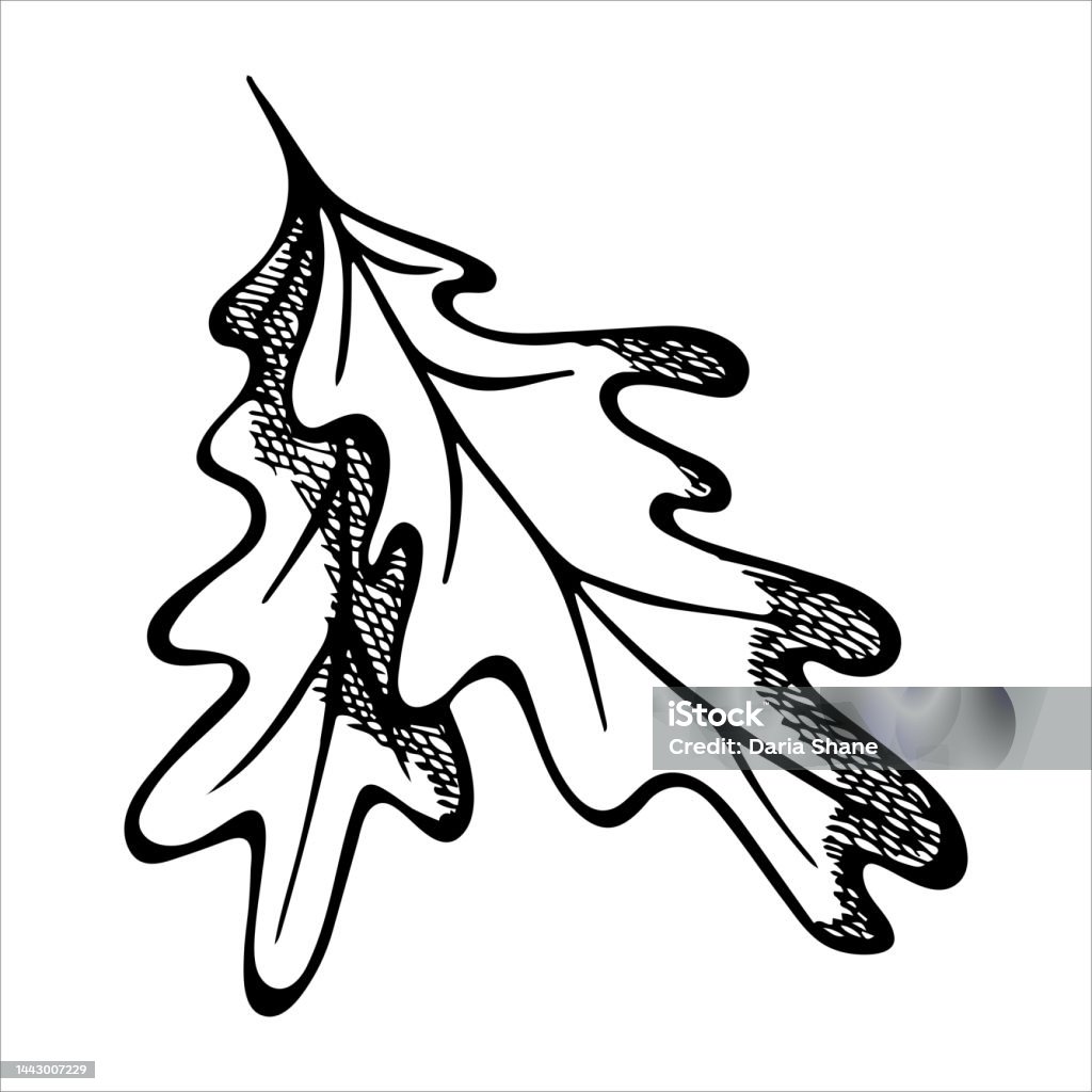 Hand Drawn Oak Leaf Clipart Stock Illustration Download Image Now Autumn Black Color