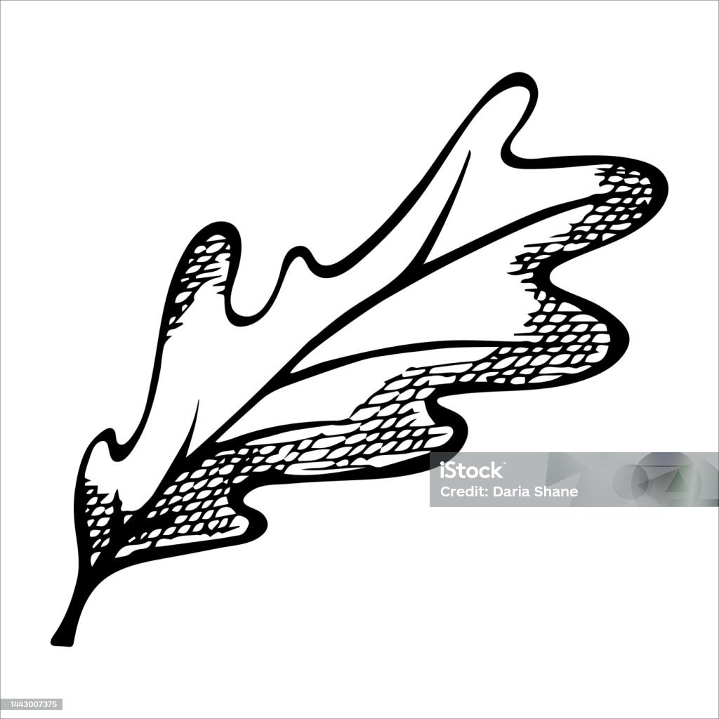 Hand Drawn Oak Leaf Clipart Stock Illustration Download Image Now Autumn Black Color