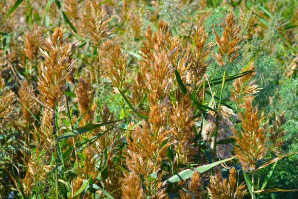 Free picture: Marshland field with reed grass in in spring time in ...