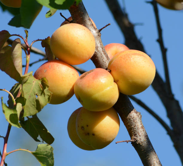 Apricot Tree Pictures | Download Free Images on Unsplash