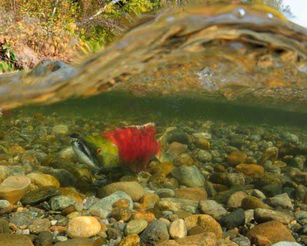 Salmon Fish Pictures | Download Free Images on Unsplash