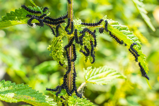 Muchas Orugas Negras De La Mariposa Pavo Real En Ortigas De Cerca Fondo Borroso Una Oruga Negra