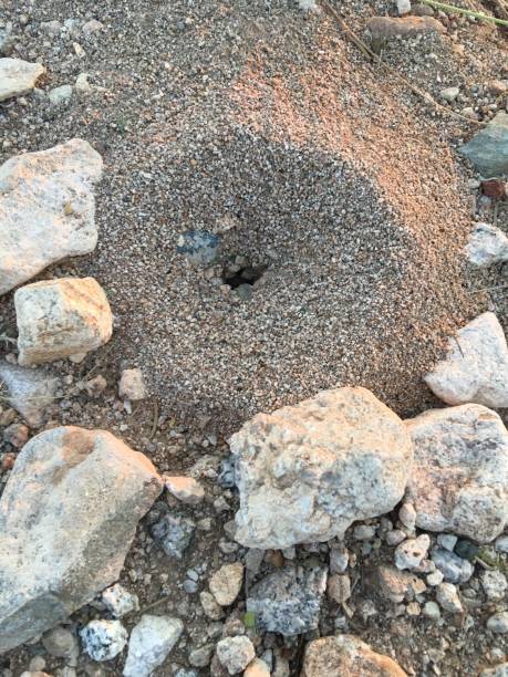 Ant Colony Pictures | Download Free Images on Unsplash