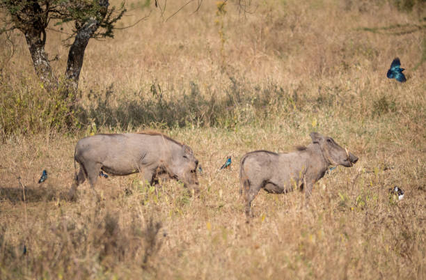 Bushveld Pictures | Download Free Images on Unsplash
