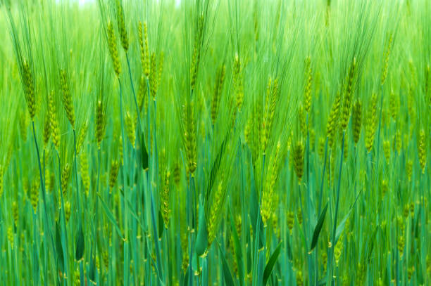Free picture: Dark green barley herb in flat field in spring time close-up