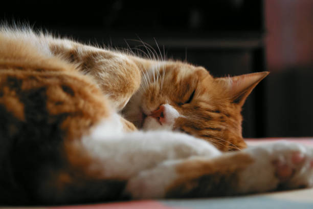 28.500+ Gato Tomando Una Siesta Fotografías de stock, fotos e imágenes ... 28.500+ Gato Tomando Una Siesta Fotografías de stock, fotos e imágenes ...