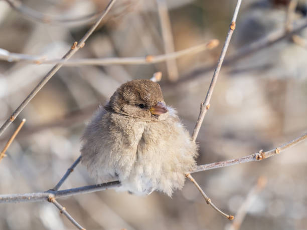 Sparrow Puffed Feathers - Free photo on Pixabay