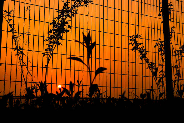 Free picture: dusk, wheatfield, wheat, sunset, field, atmosphere ...