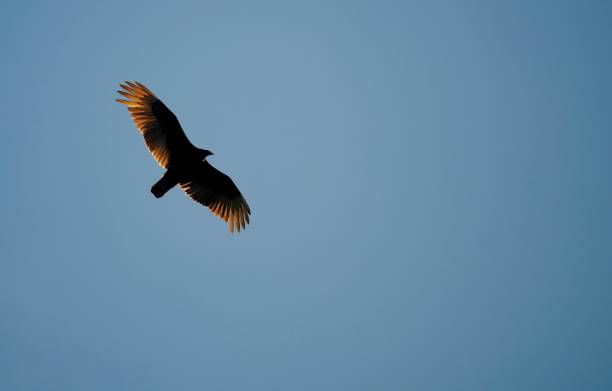 Condor Pictures | Download Free Images on Unsplash