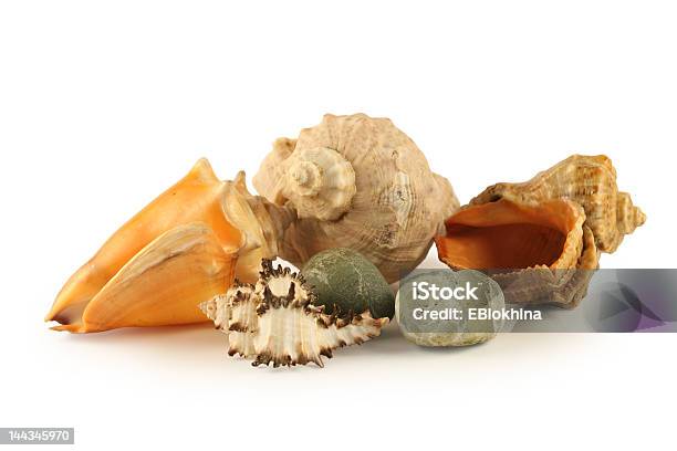 Sea Shells 및 결석 흰색 바탕에 그림자와 가장자리에 대한 스톡 사진 및 기타 이미지 가장자리 갈색 껍데기