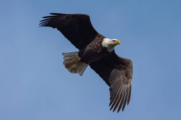Free Stock Photo of Bald Eagle with blue sky | Download Free Images and ...