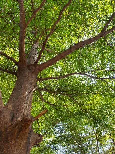 20,000+ Free Branching Tree & Tree Images - Pixabay