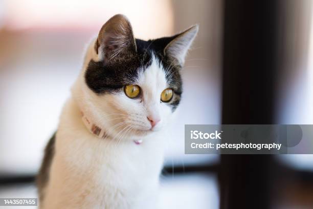 A Curious Young Cat Exploring Her House Stock Photo - Download Image ... A Curious Young Cat Exploring Her House Stock Photo - Download Image ...