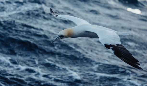 Free Stock Photo of Northern Gannet flying above group of other Gannets ...