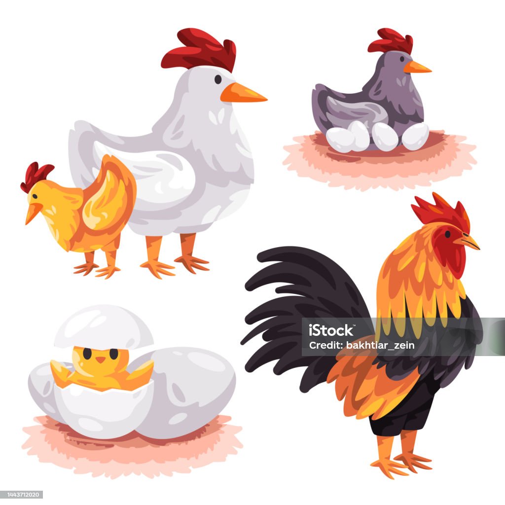 Kogut Kura Kura Wylęg Ilustracja Rysunek Rysunek Wektor Zestaw ... Kogut Kura Kura Wylęg Ilustracja Rysunek Rysunek Wektor Zestaw ...