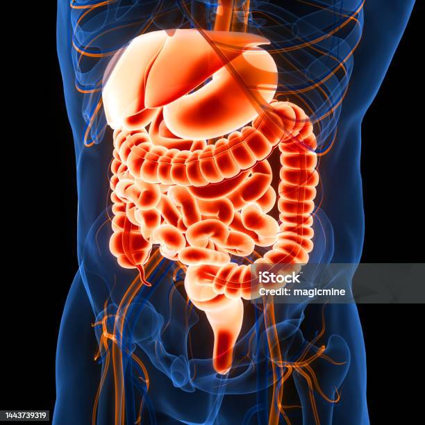Photo libre de droit de Anatomie De Lappareil Digestif Humain banque d ... Photo libre de droit de Anatomie De Lappareil Digestif Humain banque d ...