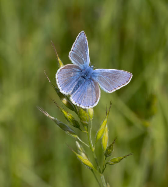 Blue Butterfly Pictures | Download Free Images on Unsplash