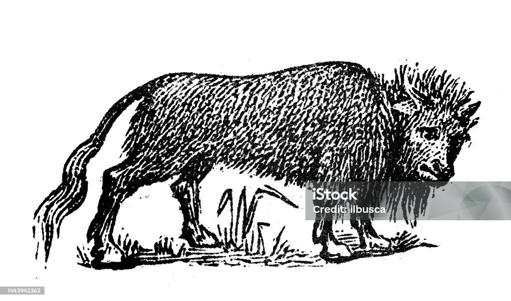 Antique Engraving Illustration Aurochs Stock Illustration Download Image Now 19th Century