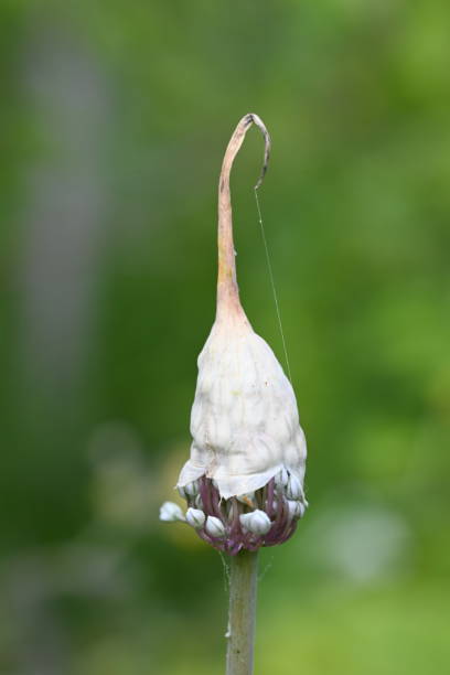 Flower Opening Pictures | Download Free Images on Unsplash