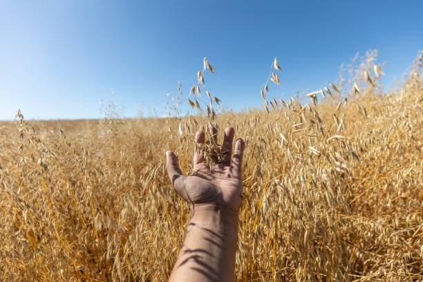 Free Stock Photo of Hand Reaching for Green Grass in Field | Download ...